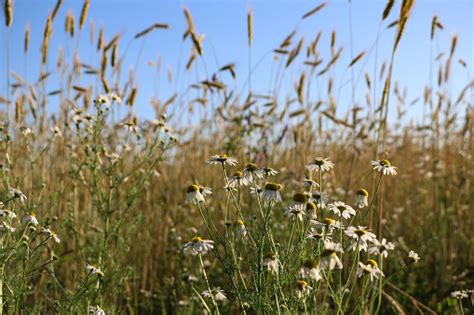 화창한 여름날에 황금빛 잘 익은 밀 푸른 하늘에 대해 밝은 햇빛에 잘 익은 밀의 시리얼 필드 황금 곡물과 긴 Tendrils와 밀의 잘 익은 귀 0명에 대한 스톡 사진 및