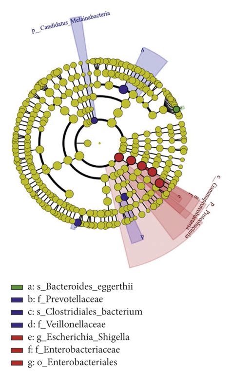 Lefse Analysis Comparing Differences In The Gut Microbiota Among