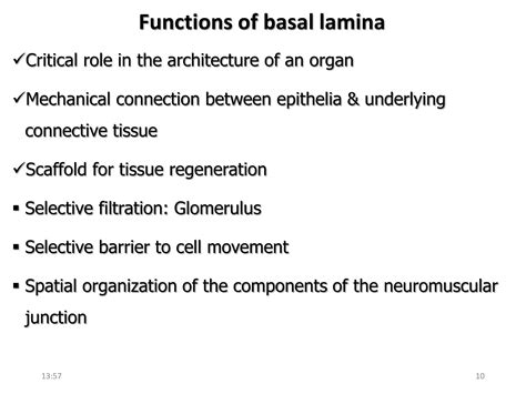 3 8 Extracellular Matrix Pptx