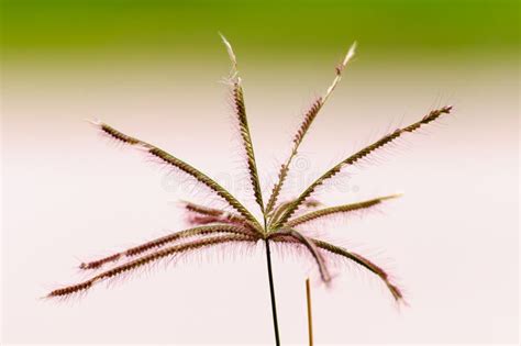 Grass Pollen Close Up Stock Image Image Of Green Plant 82838765