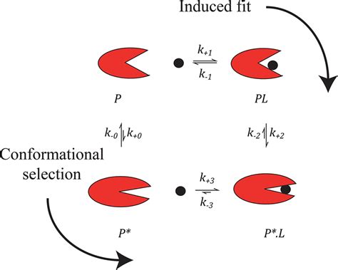 Conformational Selection A Ligand Black Circle Binding To A Protein Download Scientific