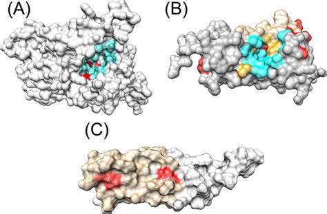 A Alphafold Models In Gray Surface Representations For Putative Download Scientific Diagram