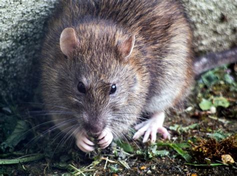 Интересные факты о крысах 🐀 | ЗооБлог