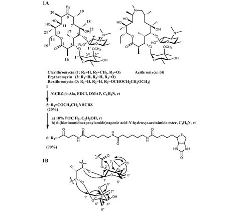 A Structures Of Clarithromycin CLA 1 Erythromycin ERY 2 Download Scientific Diagram
