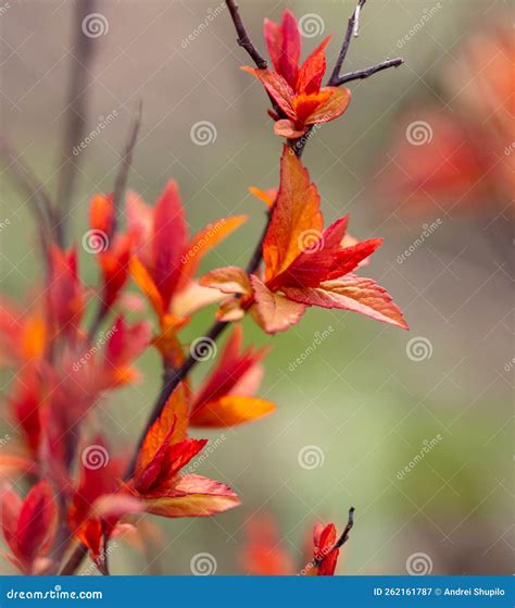 Red Leaves On A Tree Branch In Spring Stock Image Image Of Season Green