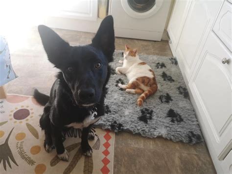 Lost His Bed To A Wild Pixie Cat Scrolller