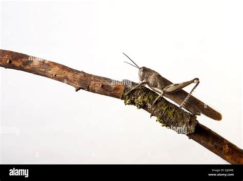 brown grasshopper in tree branch isolated over white background stock