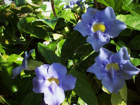 Thunbergia Grandiflora Blue Skyflower