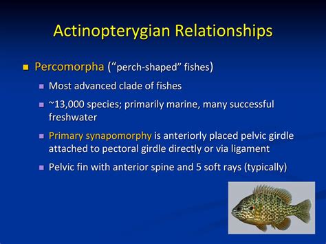 Actinopterygian Relationships Iv Biology Of Fishes Ppt Download