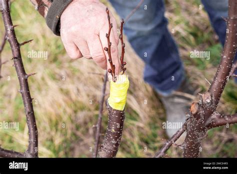 A Gardener Lubricates The Grafting Cut Of A Fruit Tree With Garden Wax Garden Care Stock Photo