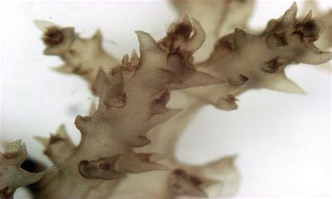Acanthophora Muscoides Marine Biodiversity Portal Of Bangladesh