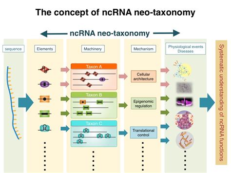 Concept Non Coding Rna Neo Taxonomy