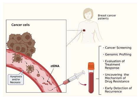 Processes Free Full Text Circulating Tumor Dna In Oncology