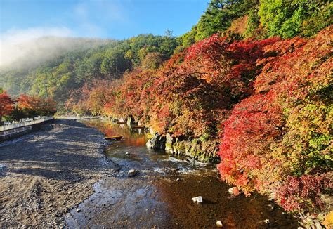 진짜 진한 가을의 시작 태백 철암단풍축제 14일 개막 연합뉴스