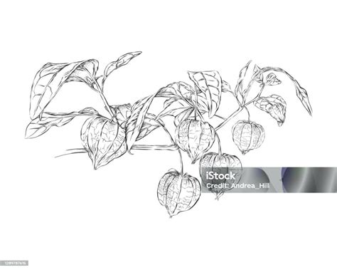 Physalis 중국 등불 식물 펜과 잉크 도면 벡터 Eps 일러스트레이션 꽈리 베리류에 대한 스톡 벡터 아트 및 기타 이미지 꽈리 베리류 꽈리 백합과 스케치