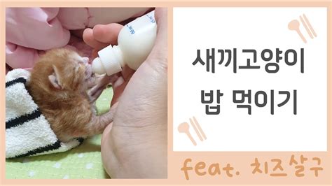 새끼고양이 분유 먹이는 방법 Feat 냥생 3일차 치즈살구 배변유도 하는 방법 새끼고양이 키우는 방법 Youtube
