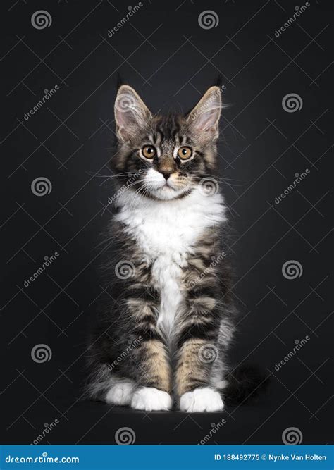 Black Tabby Maine Coon