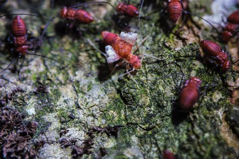The Different Types Of Termites Understanding Your Pest Problem West