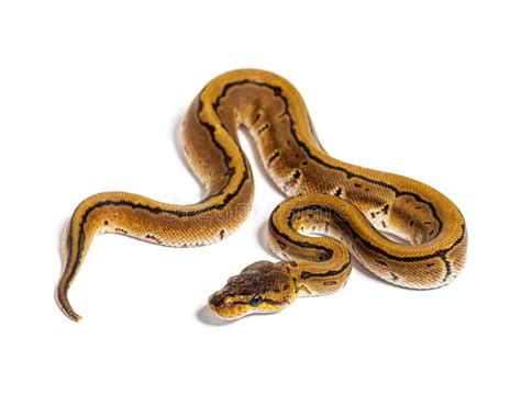 Pinstripe Ball Python Python Regius Aislado Foto De Archivo Imagen De