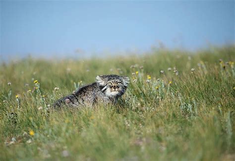 Mongolia Snow Leopard And Pallas Cat Tour Wildlife Trails