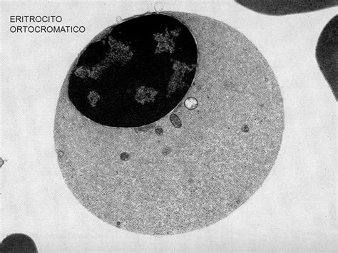 La Envoltura Nuclear Esta Compuesta De Ppt Descargar