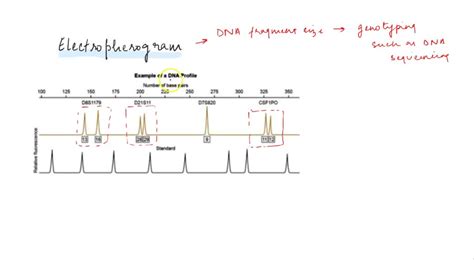 SOLVED Topic Reading An Electropherogram The Image Below Is The