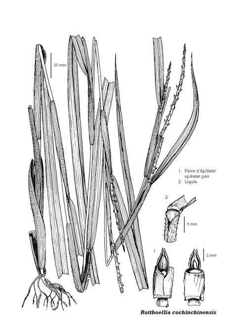 Rottboellia Cochinchinensis Lour Wclayton Especies Imágenes