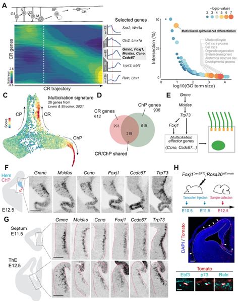 Expression Of Multiciliation Genes In Differentiating Cr Cells A Download Scientific Diagram