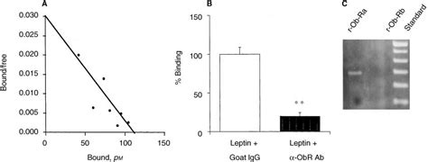 Leptin Receptor Expression In Glomerular Endothelial Cells Ger A