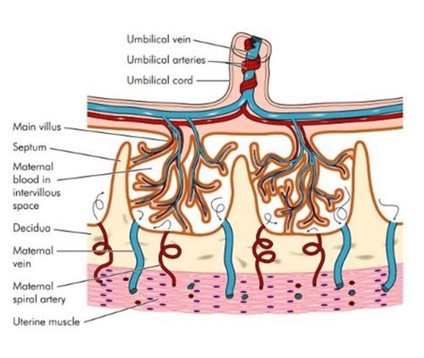 Chorionic Villi Development