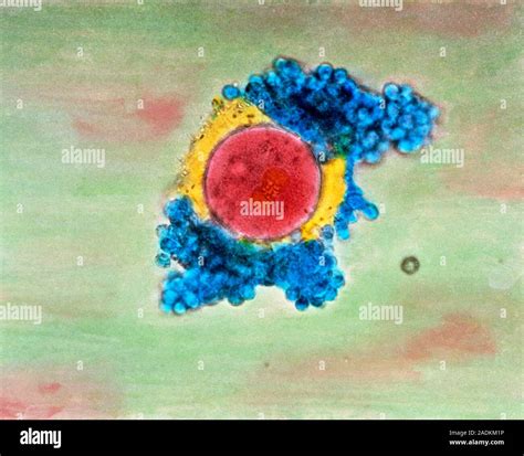 Fertilised Egg Coloured Light Micrograph Of A Human Egg Cell 4 Hours
