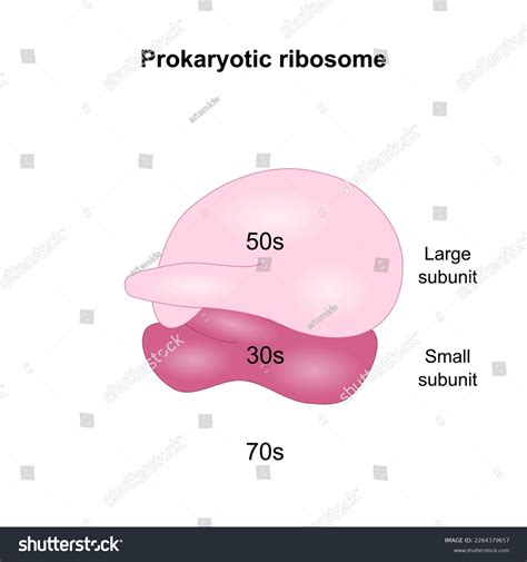 Prokaryotic Rimosome Large Small Subunits Vector Stock Vector Royalty Free 2264379657