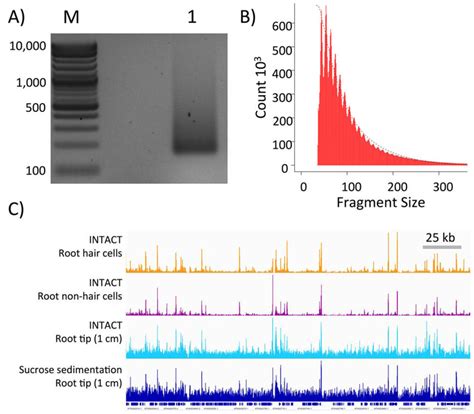 ATAC Seq Library Preparation And High Throughput Sequencing Download Scientific Diagram