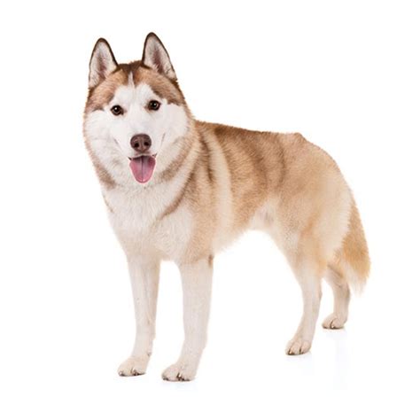 ძაღლის 5 ყველაზე პოპულარული ჯიში რომლებსაც არასწორად ვექცევით At