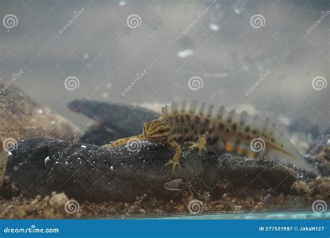 Common Newt In Water Swimming On Rock Stock Image Image Of Swimming Rock 277521987