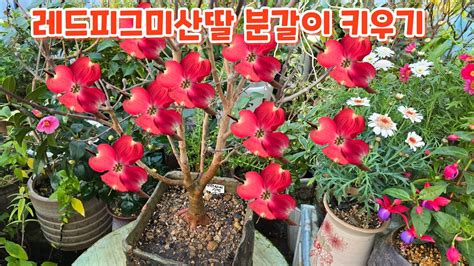 레드피그미산딸 분갈이 키우기 흙배합 관리하기 Youtube