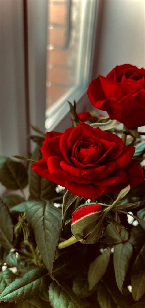 Красные розы эстетика | Красные розы, Букеты фотографии, Цветочные фоны ...
