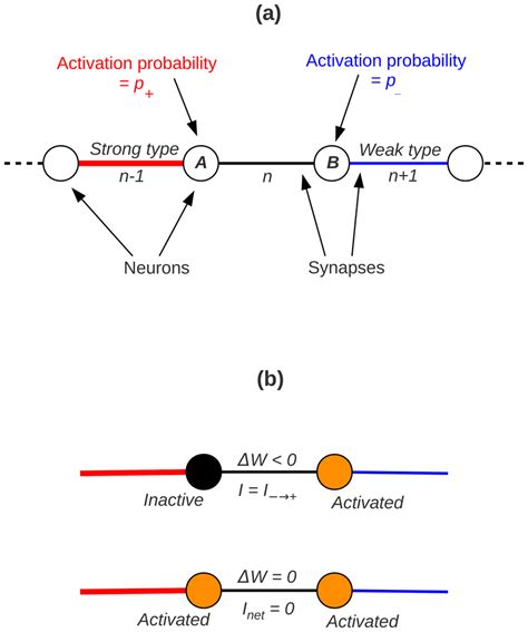 A Model For Plastic Synapses A A Networked Population Of Binary Download Scientific Diagram