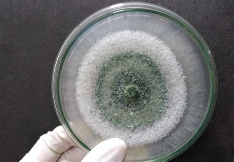 Certis Belchim Amplía El Registro De Su Fungicida A Base De Esporas De Trichoderma Atroviride