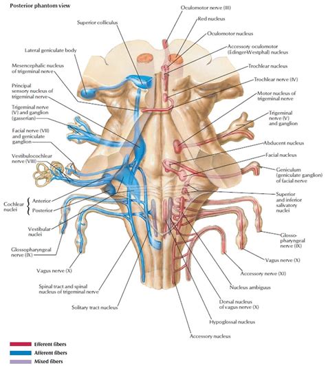 Brain Stem Anatomy Function Brain Stem Stroke Brain Stem Tumor