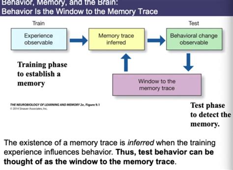 Lecture Flashcards Quizlet