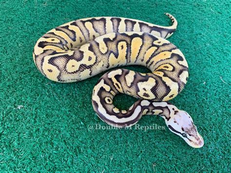 Our Stunning 01 Enchi Fire Pastel Gearwork Exotics