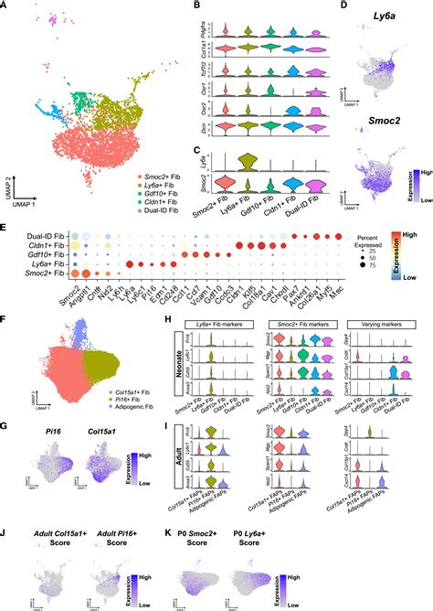 Fibroblast Diversification Is An Embryonic Process Dependent On Muscle Contraction Cell Reports