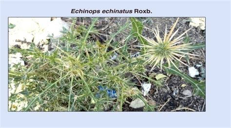 Photograph Of Echinops Echinatus Roxb Figure 4 T S Of Root Of