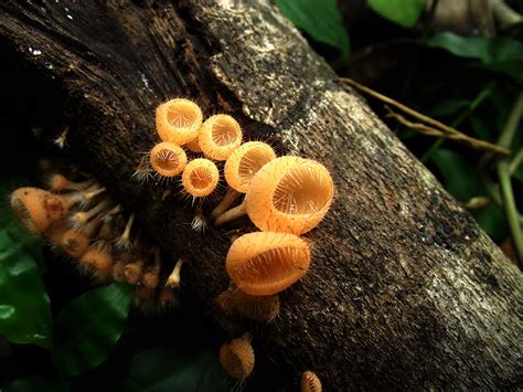 The Mystical World Of Mushrooms Captured In Photos Bored Panda
