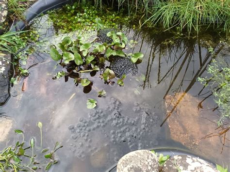 Even More Frog Spawn R Wildlifeponds