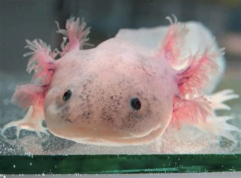 Axolotl Colors List