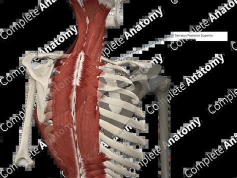 Posterior Superior Serratus Muscle Human Anatomy
