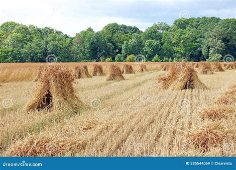 Corn Stooks Or Sheaves Standing In A Field Stock Image Image Of Plant Tree 285544069