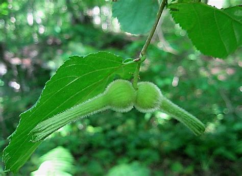Hazelnut Tree Native To At Lawrence Melson Blog